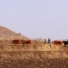 Lesotho - A 2026 Travel Guide - AdeAfrica